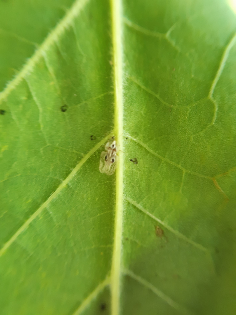 Eastern Sycamore Lace Bug from Canberra Central, ACT, Australia on ...