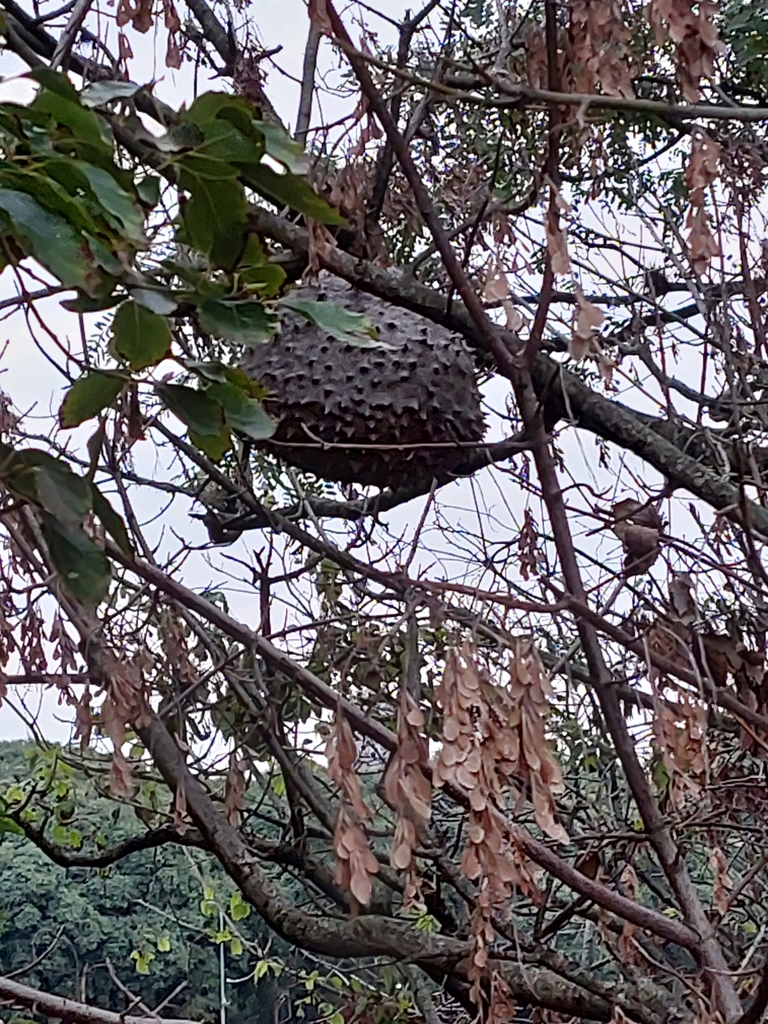 Camoati Wasp from Puerto Madero, Buenos Aires, Argentina on June 10 ...