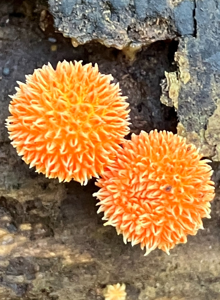 Golden-scruffy Collybia from Bundewallah, NSW, AU on December 5, 2023 ...