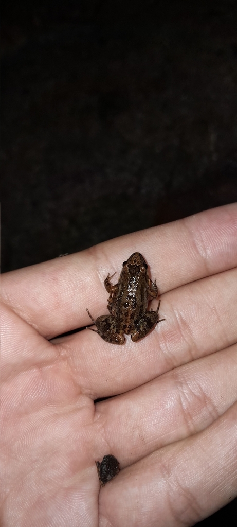 Bokermann's Tropical Bullfrog from Jardim Cantareira, São Bernardo do ...