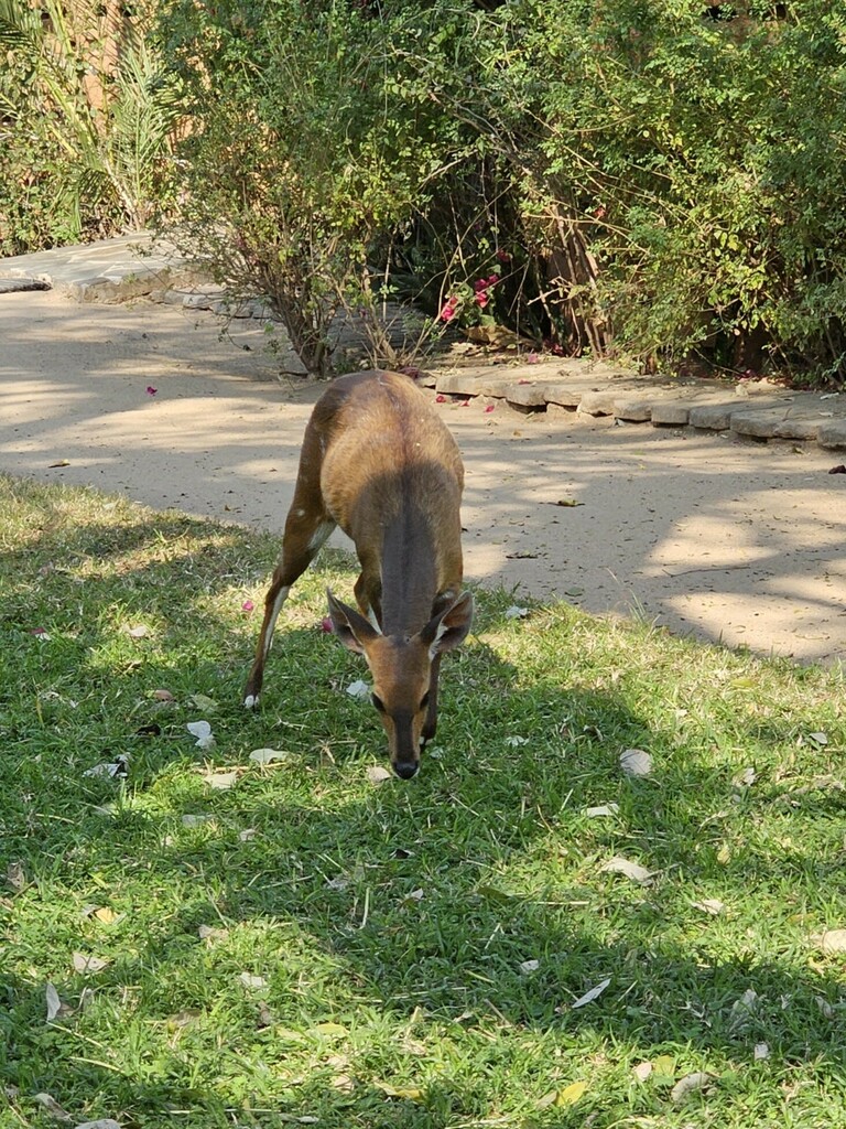 Cape Bushbuck from Ehlanzeni District Municipality, South Africa on ...