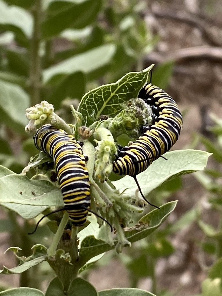 Monarch from Montacute SA 5134, Australia on April 29, 2022 at 04:02 PM ...