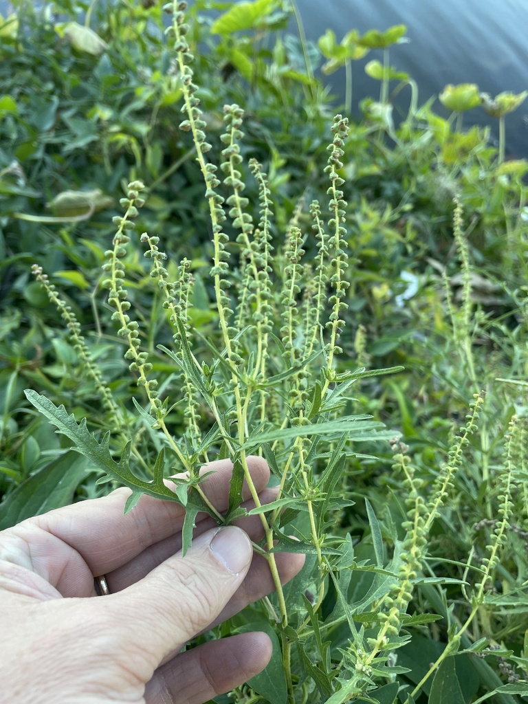 western ragweed from Bachman Lake, Dallas, TX, US on December 4, 2023 ...