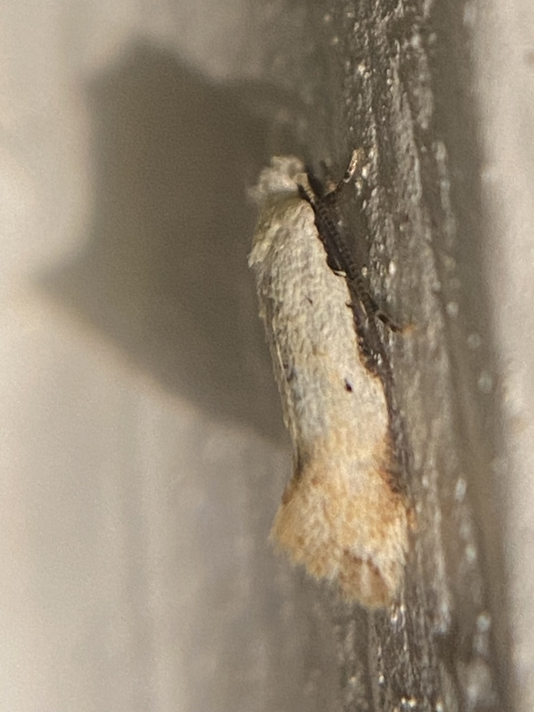 Curved-lined Homostinea Moth from Long Island, Northport, NY, US on ...