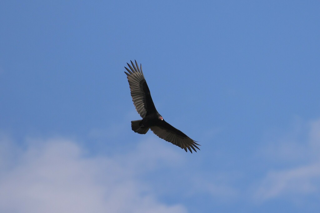 Turkey Vulture from Kreher Preserve & Nature Center Auburn Alabama USA ...
