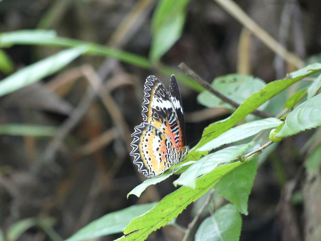 Leopard Lacewing Butterfly from Assam, India on August 31, 2019 at 12: ...