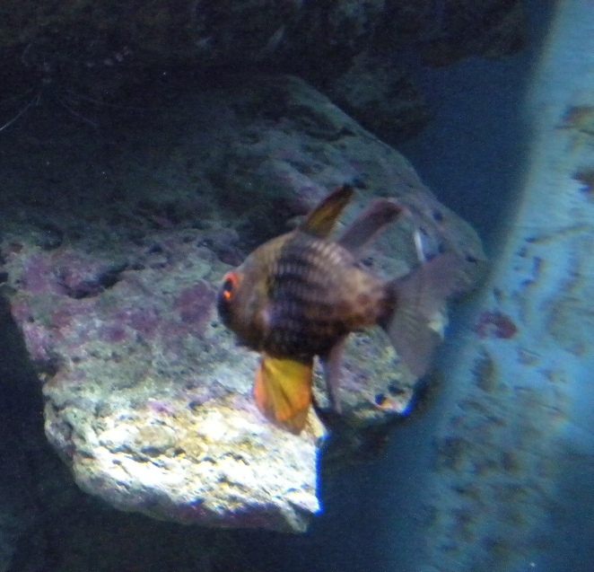 Pajama Cardinalfish from 974台灣花蓮縣壽豐鄉 on September 6, 2009 at 11:02 AM ...