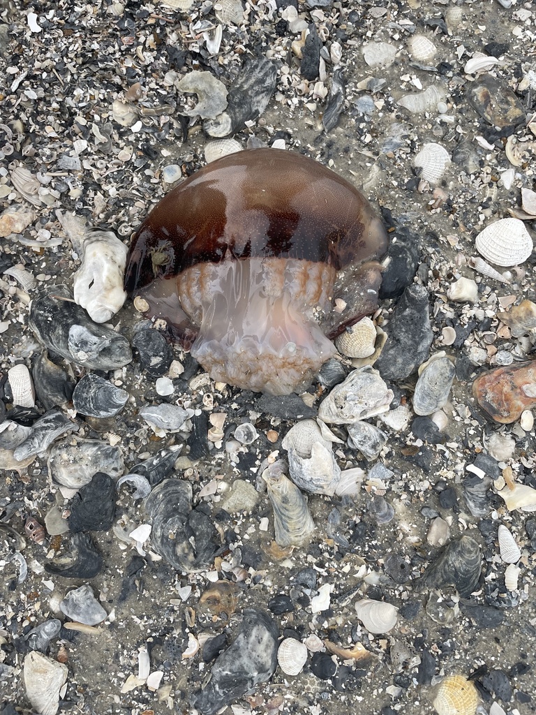 Cannonball Jelly from Phillips Island, NC, US on October 11, 2023 at 10 ...