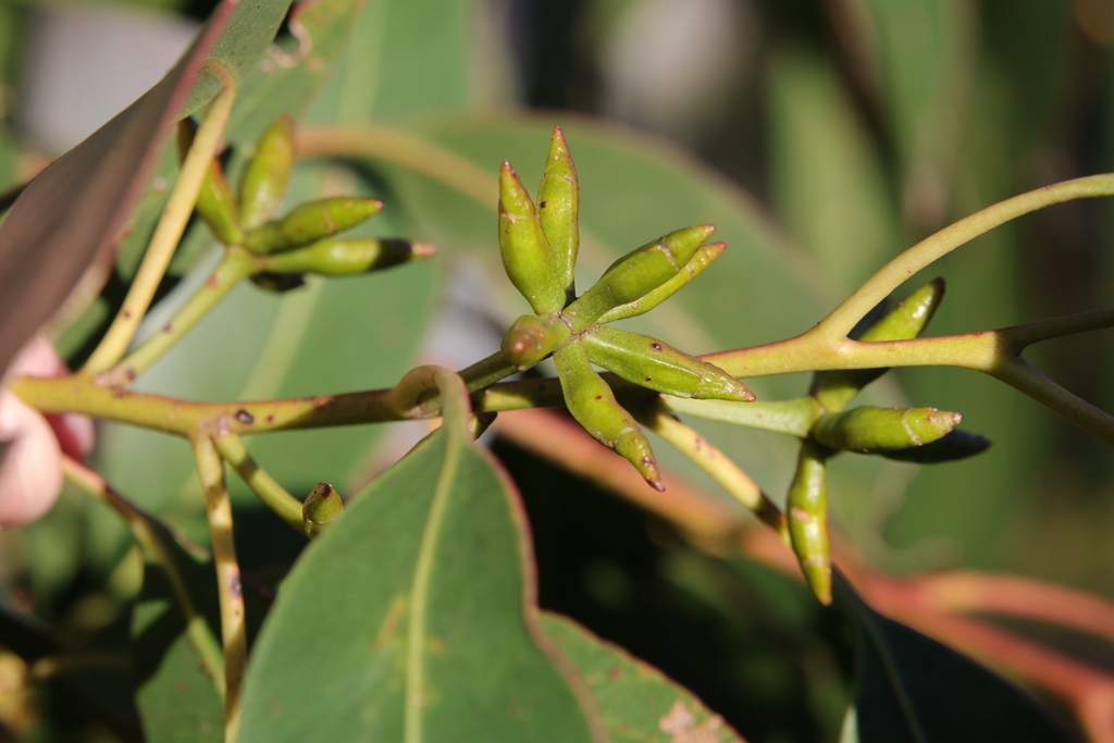 mountain grey gum from Halls Gap VIC 3381, Australia on November 28 ...