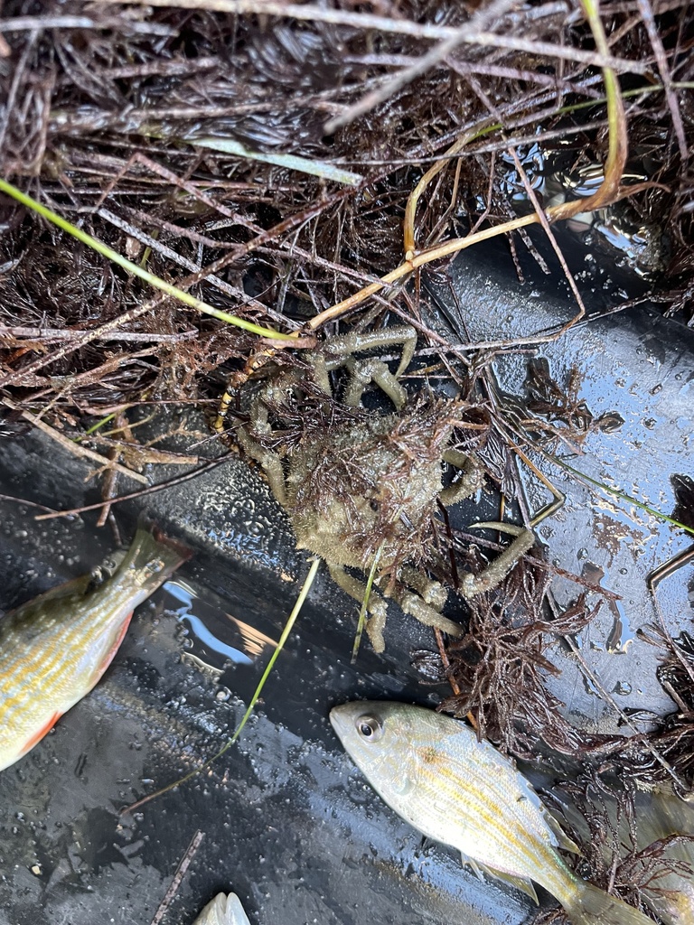 Portly Spider Crab from Back Sound, NC, US on October 23, 2023 at 01:14 ...