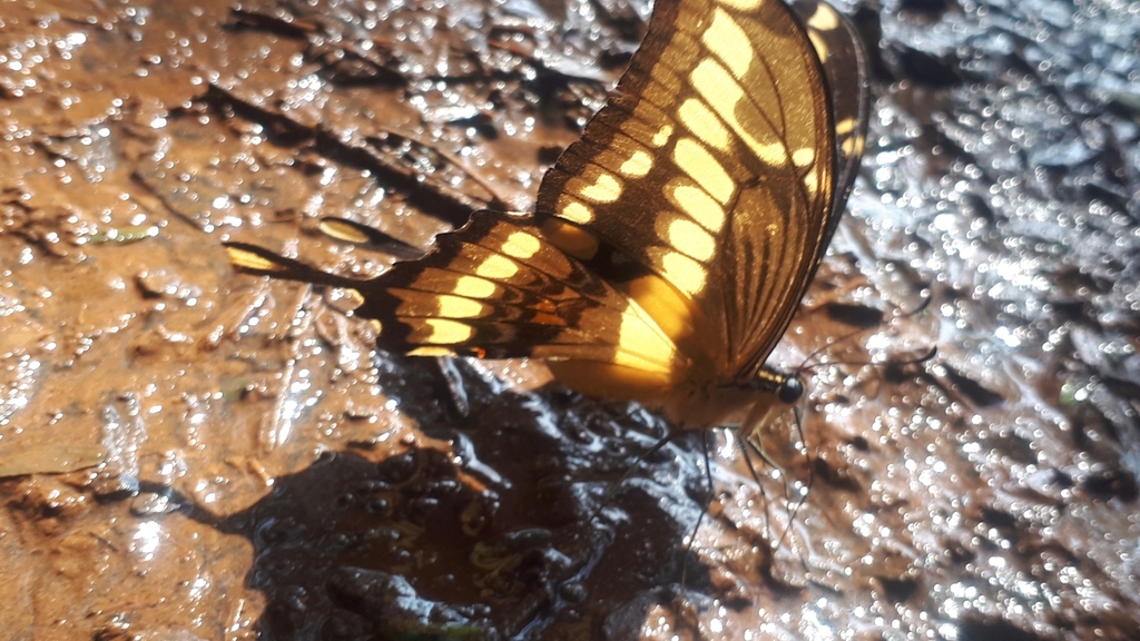 Thoas Swallowtail from Département d'Iguazú, Province de Misiones ...