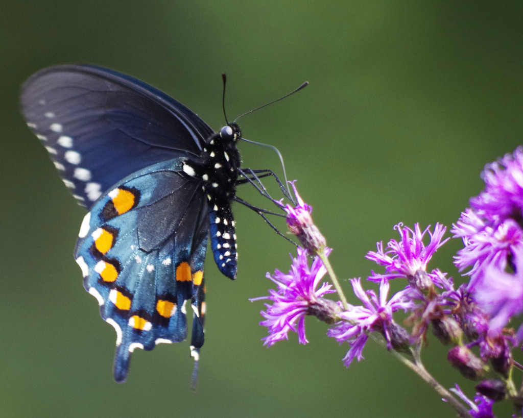 Pipevine Swallowtail in August 2015 by bkgs66 · iNaturalist