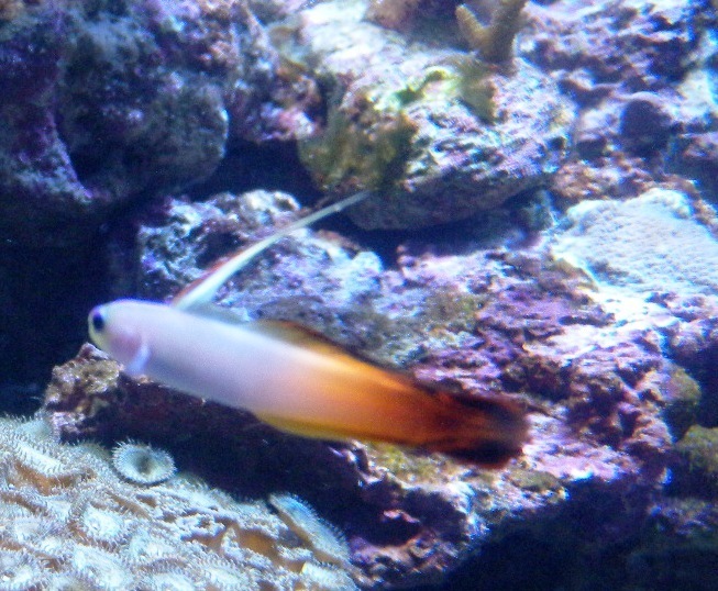 Fire Dartfish from 974台灣花蓮縣壽豐鄉 on September 6, 2009 at 11:13 AM by 胡正恆 ...