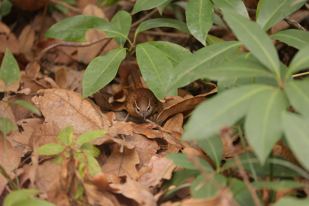 Carolina Wren from Auburn University - Donald E Davis Arboretum Auburn ...