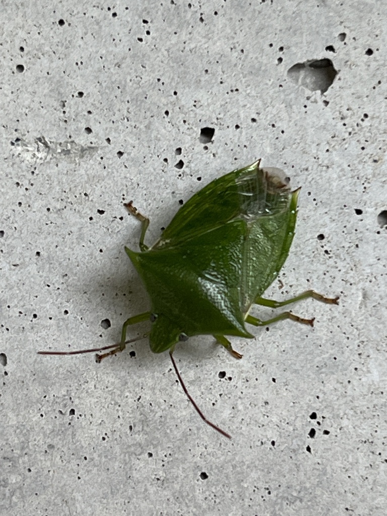 Vitellus orientalis in December 2023 by Nakatada Wachi · iNaturalist