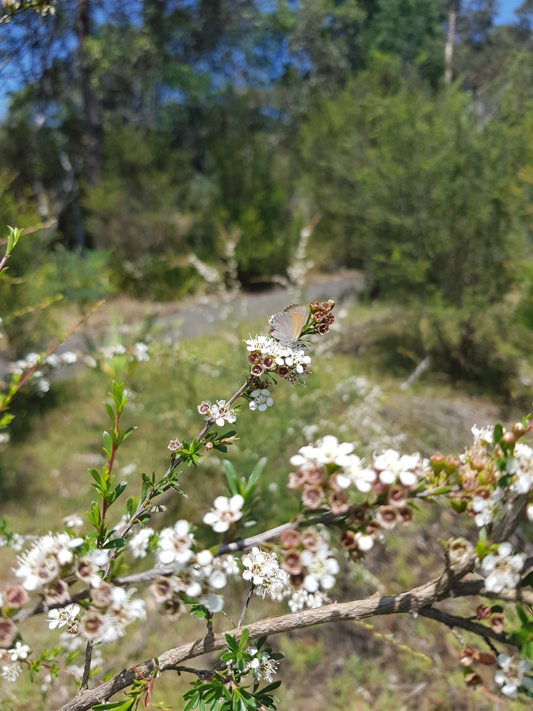 Double-spotted Line Blue from Emerald VIC 3782, Australia on December 5 ...