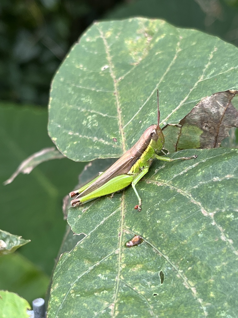 Chinese rice grasshopper in December 2023 by Nakatada Wachi · iNaturalist