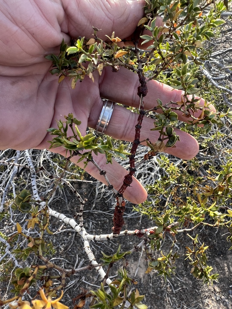 Creosote Lac Scale from US-93, Las Vegas, NV, US on November 29, 2023 ...
