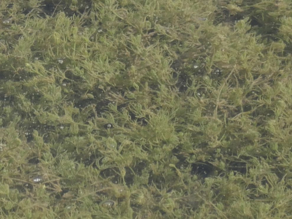 muskgrass from Alameda County, CA, USA on December 4, 2023 at 01:57 PM ...