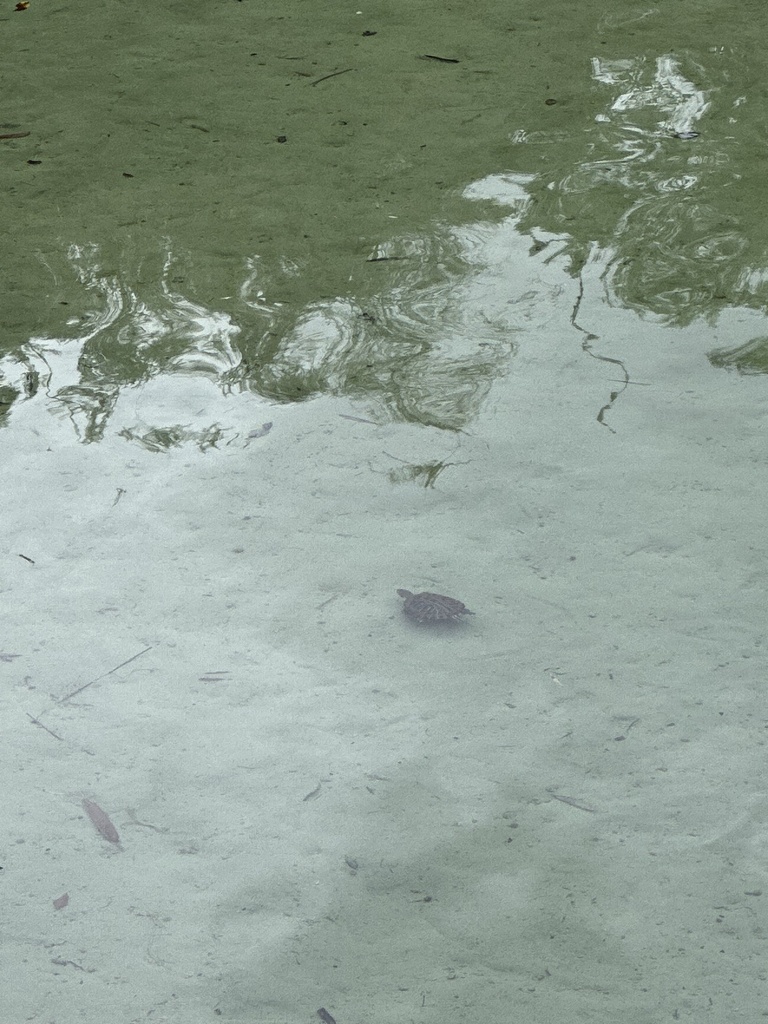 Red-eared Slider in November 2023 by blackpenguinn. class: reptilia ...