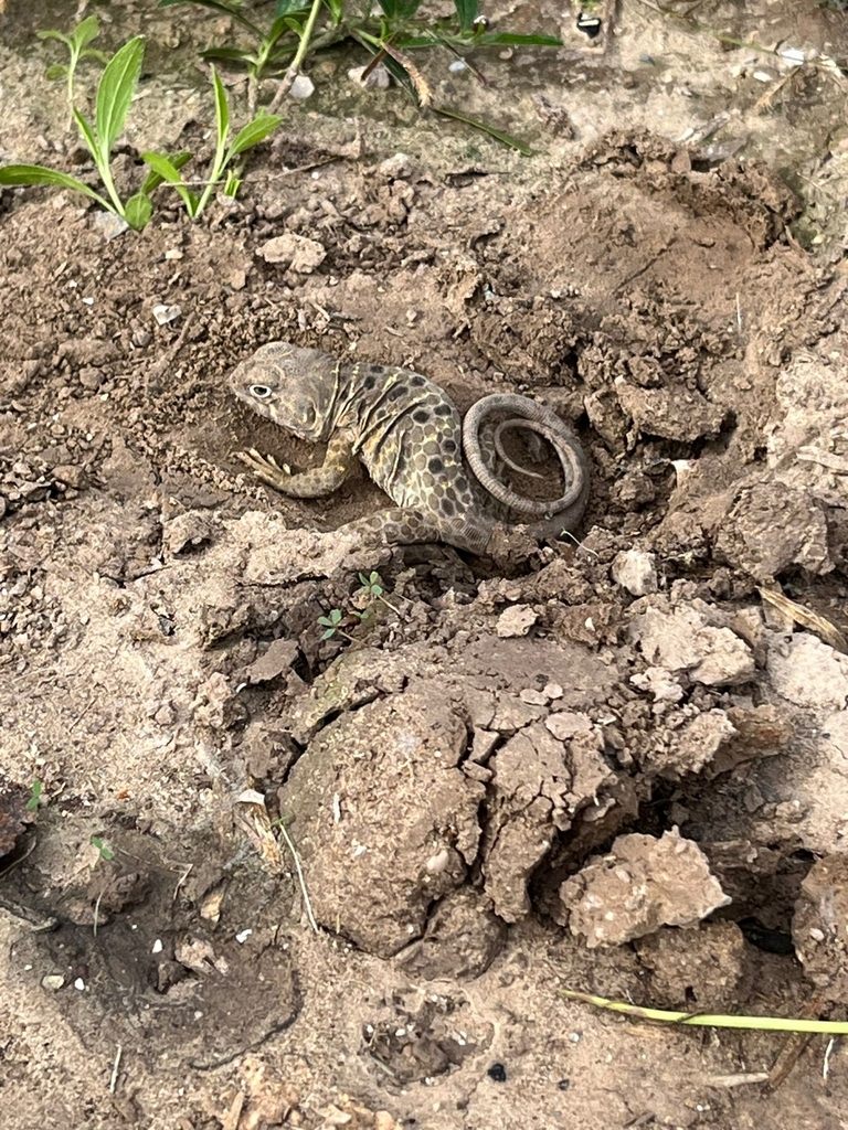 Reticulate Collared Lizard in December 2023 by Simon Kiacz · iNaturalist
