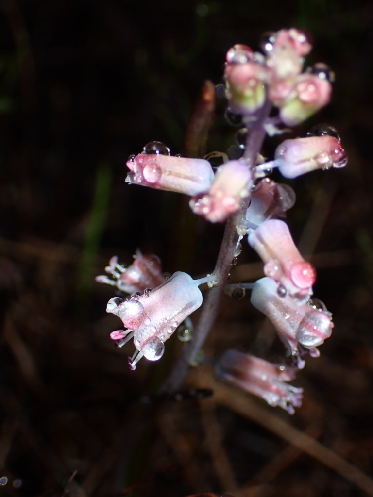 Tsitsikamma Viooltjie from Bitou, WC, ZA on November 24, 2023 at 09:14 ...