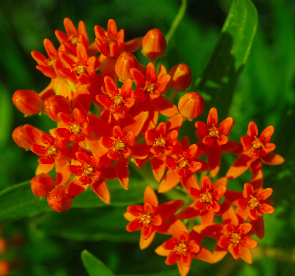 Butterfly Milkweed (Wildflowers of Southeast Michigan) · iNaturalist
