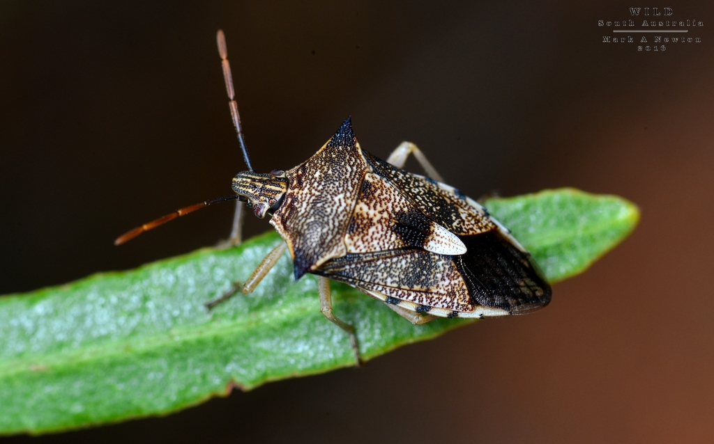 Schellenberg's soldier bug from Morgan SA 5320, Australia on November ...