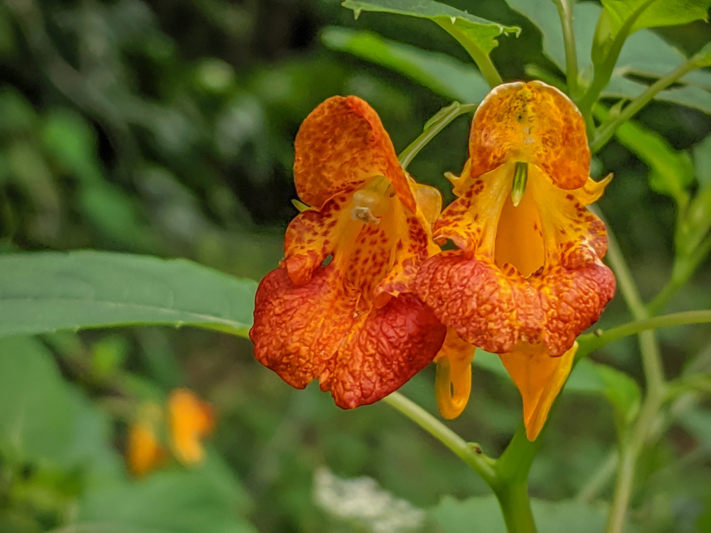 Common Jewelweed (Wildflowers of Southeast Michigan) · iNaturalist