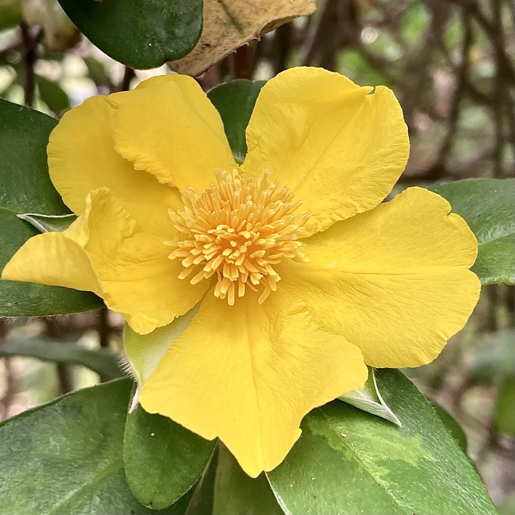 Climbing Guinea flower from Koala Reserve, Lemon Tree Passage, NSW, AU on December 4, 2023 at 01 ...