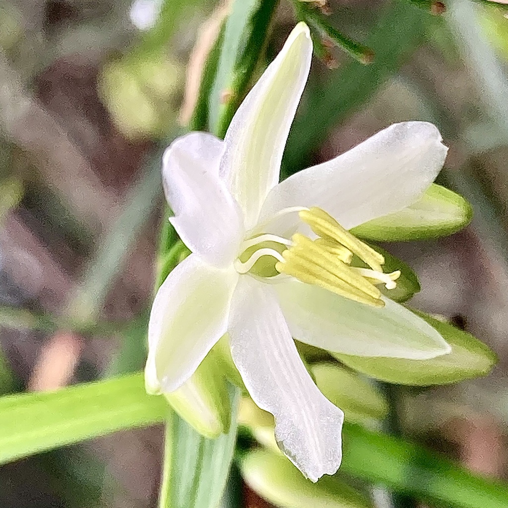 Climbing Lily from Koala Reserve, Lemon Tree Passage, NSW, AU on ...