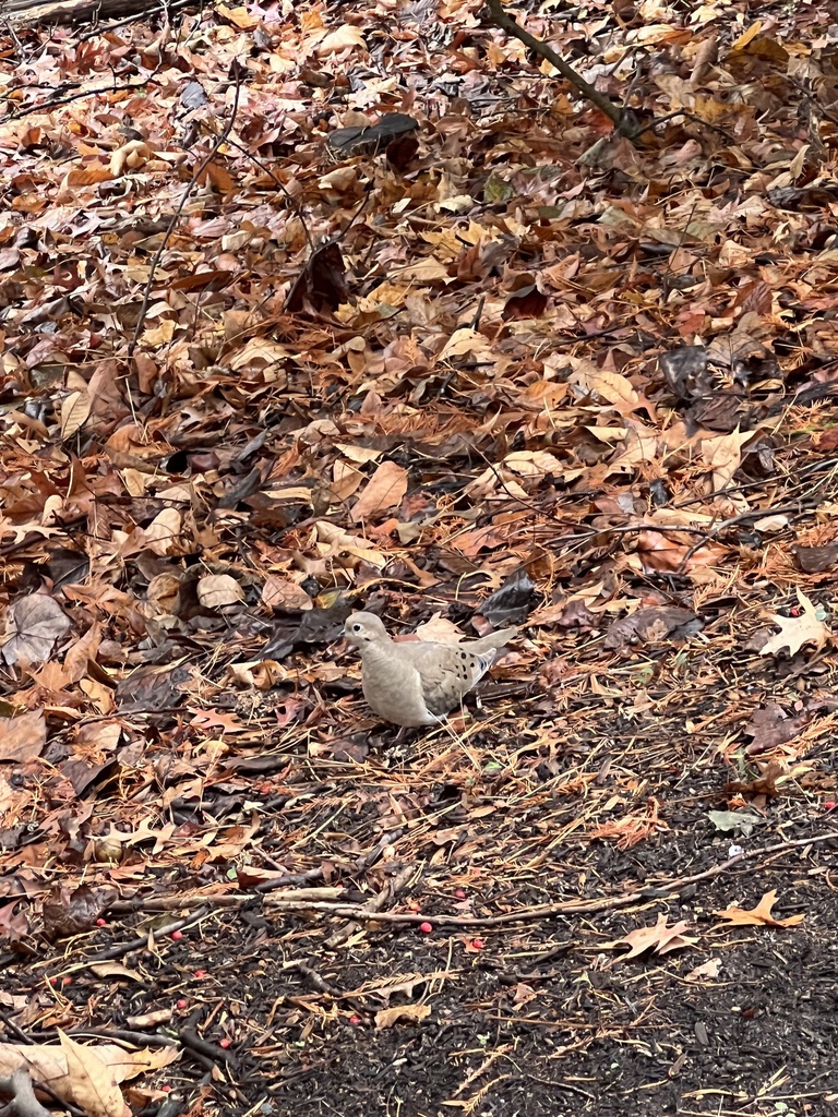 Mourning Dove from Northwest Washington, Washington, DC, USA on ...
