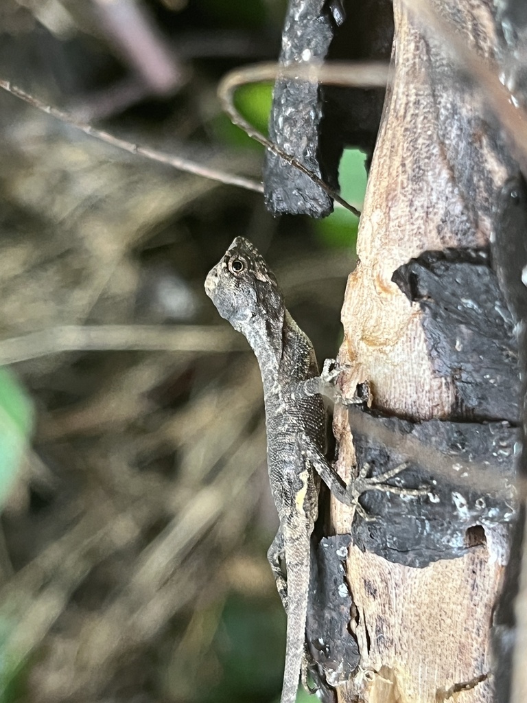 Diploderma polygonatum ishigakiense in December 2023 by Nakatada Wachi ...