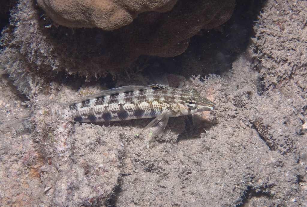 Southern Grubfish from Beqa Lagoon on November 25, 2023 at 05:16 PM by ...