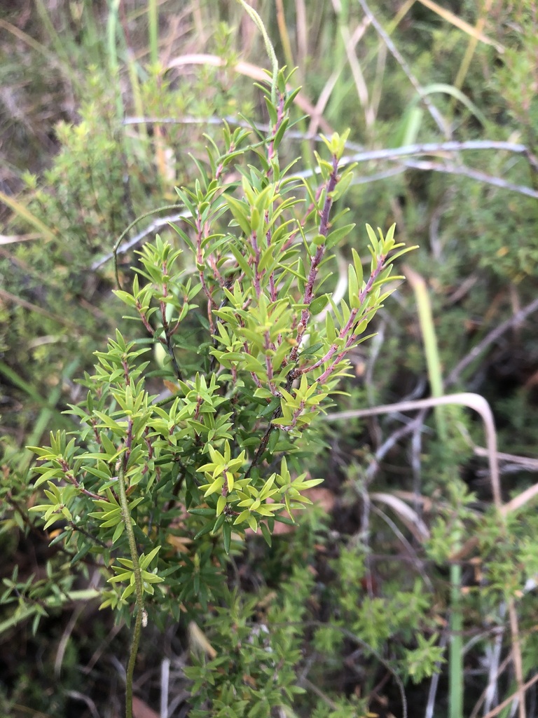 Coast ground-berry from Petherick SA 5267, Australia on December 5 ...