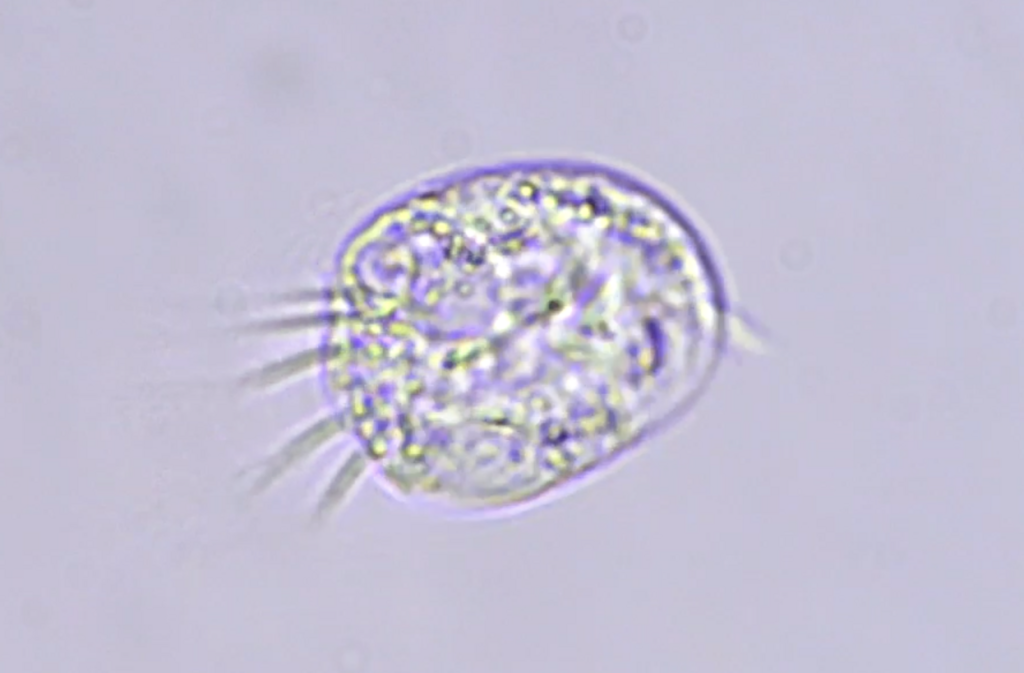 Aspidisca from 日本、宮城県仙台市泉区 on December 18, 2021 by amayakan. Video (x 1 ...