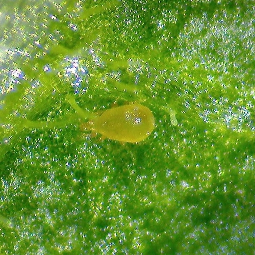 Neoseiulus cucumeris · iNaturalist