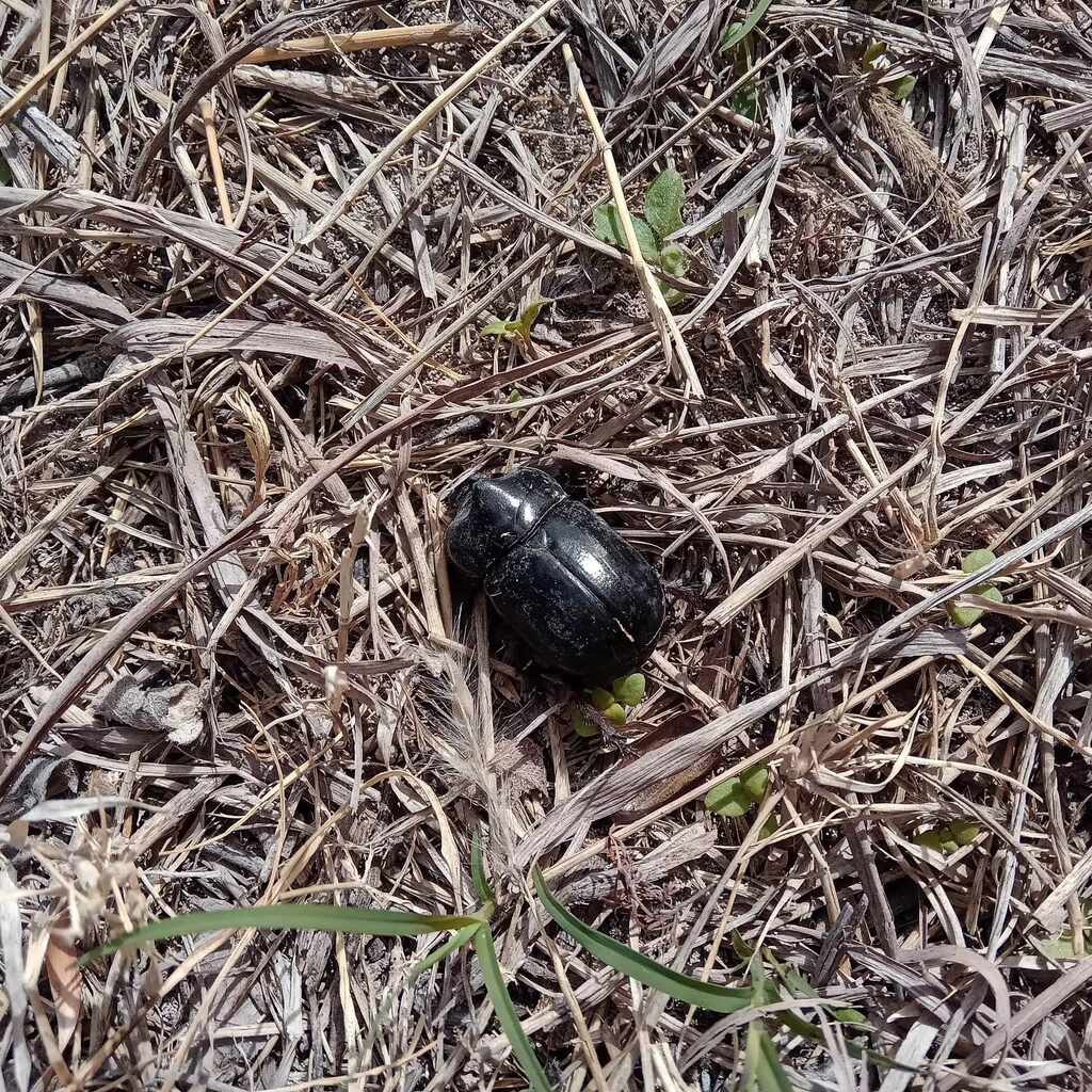 Scarabaeiform Beetles from Jdn. Botánico, C.U., 04510 Ciudad de México ...