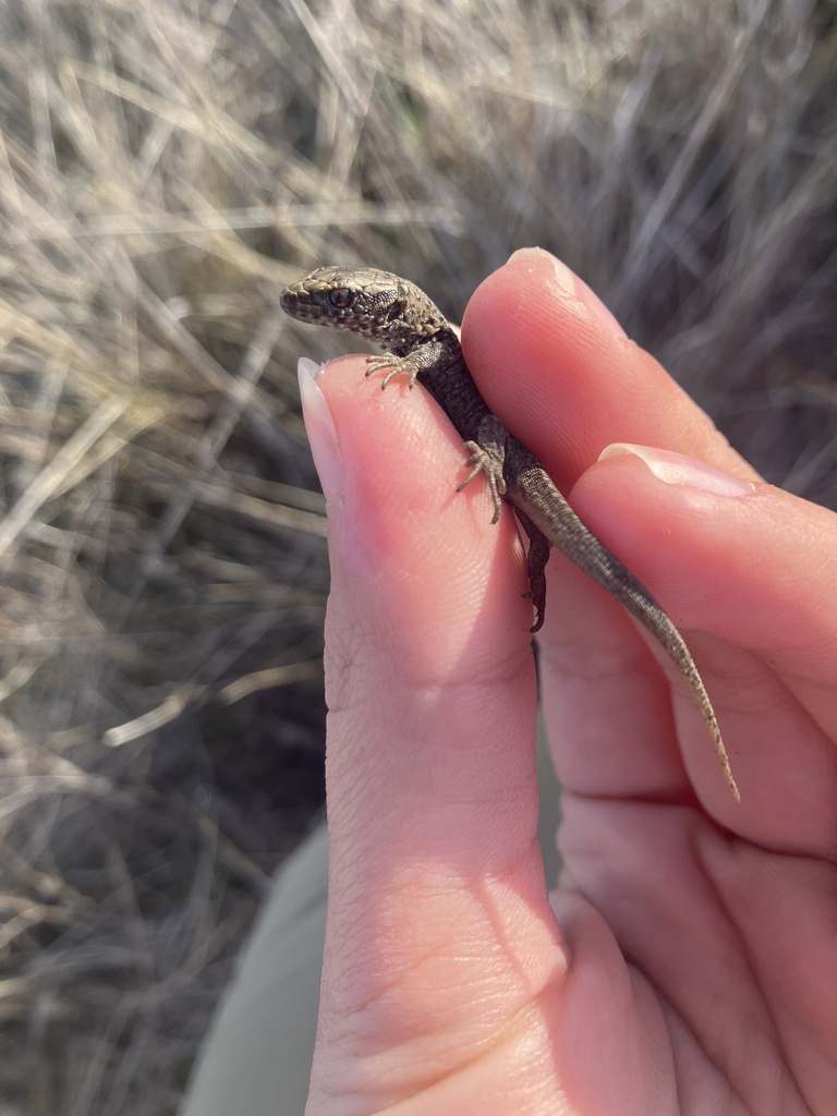 Island Night Lizard in December 2023 by kanglan · iNaturalist
