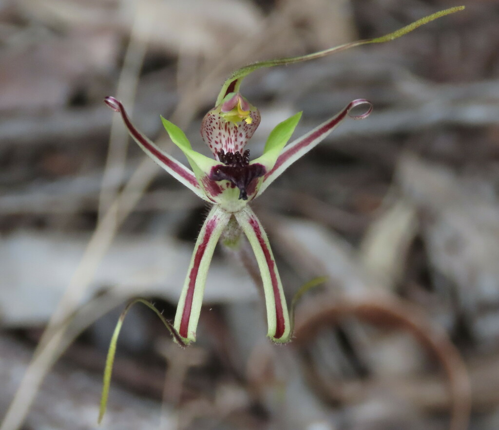 pointing spider orchid from Cape Arid WA 6452, Australia on September ...