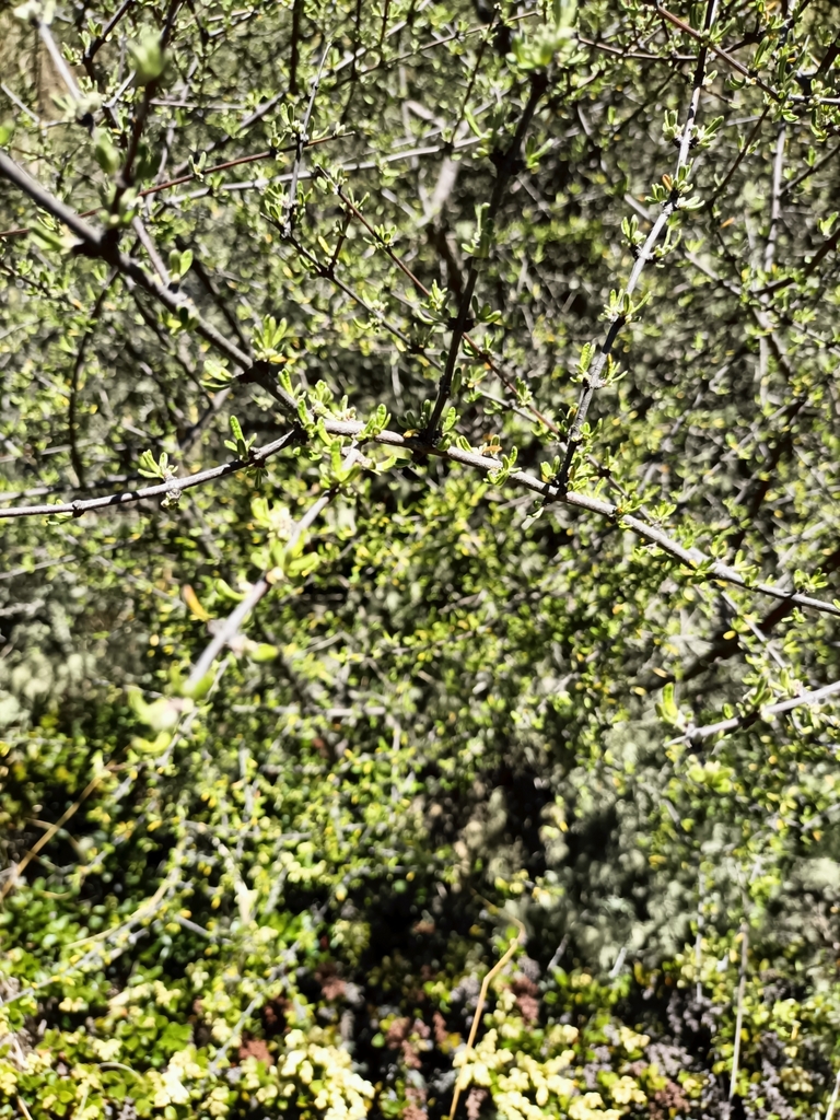 Olearia bullata from Roaring Meg 9384, New Zealand on December 5, 2023 ...