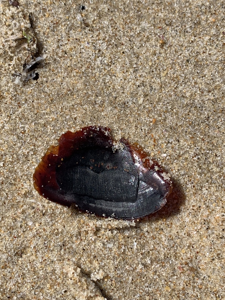 Cart-Rut Shell from Urunga, NSW, AU on December 5, 2023 at 03:02 PM by ...