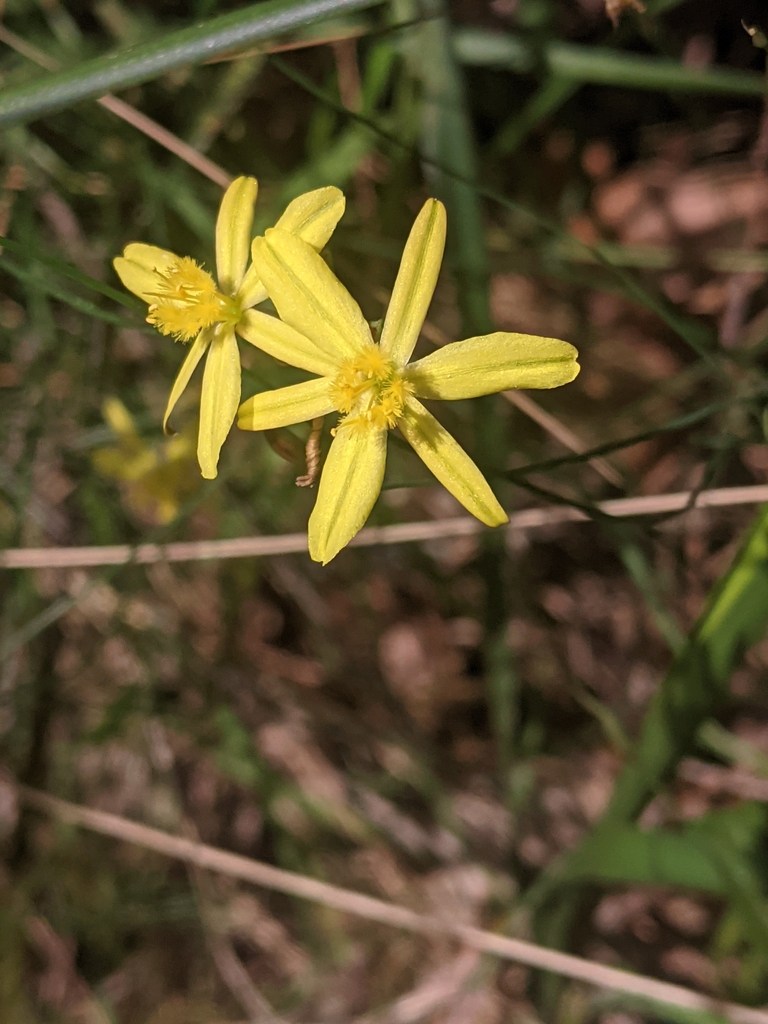 yellow rush-lily from Langwarrin VIC 3910, Australia on December 5 ...