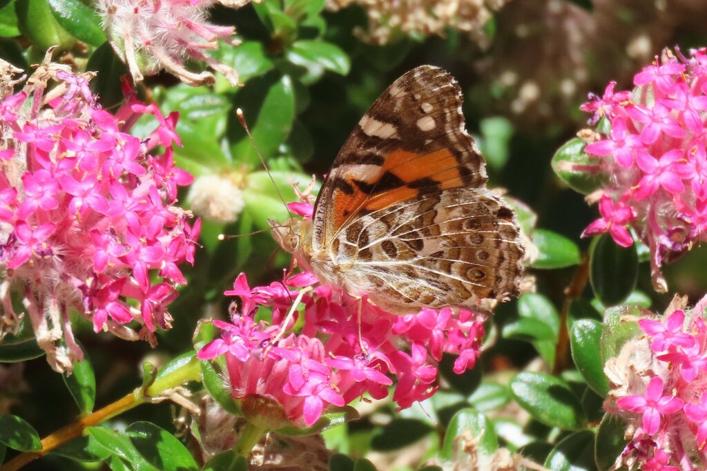 Australian Painted Lady from ANBG, Australian National Botanic Gardens ...