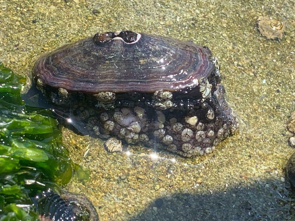 Thick keyhole limpet from Concepcion, Bío Bío, Chile on October 21 ...