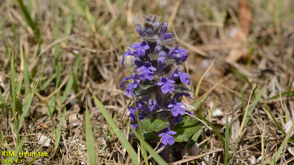 Korean pyramid bugle (Ajuga multiflora) - Botanical Realm