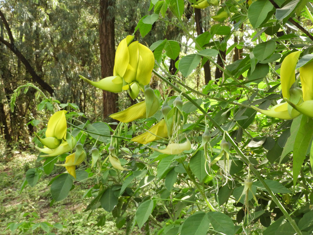 Canary bird bush from Jamhuri, Nairobi, Kenya on December 4, 2023 at 03 ...