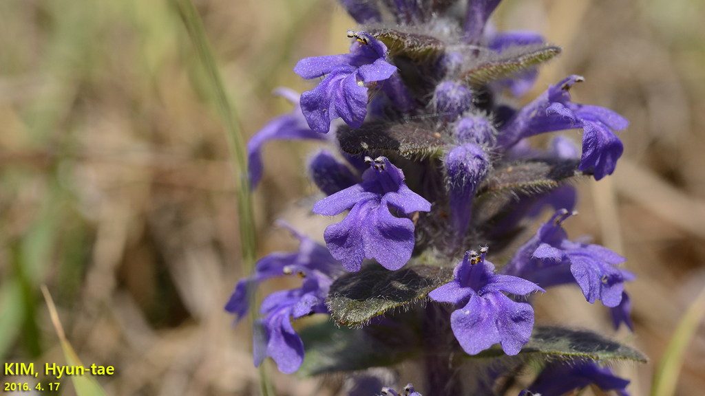 Korean pyramid bugle (Ajuga multiflora) - Botanical Realm