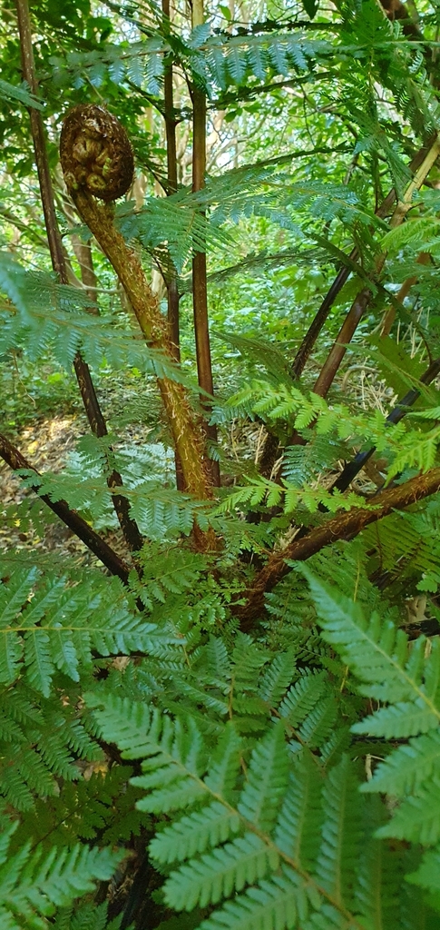 slender tree fern from Marlborough District, Marlborough, New Zealand ...