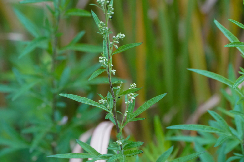 Japanese Mugwort from 日本、東京都多摩市永山 on December 5, 2023 at 01:18 PM by ...